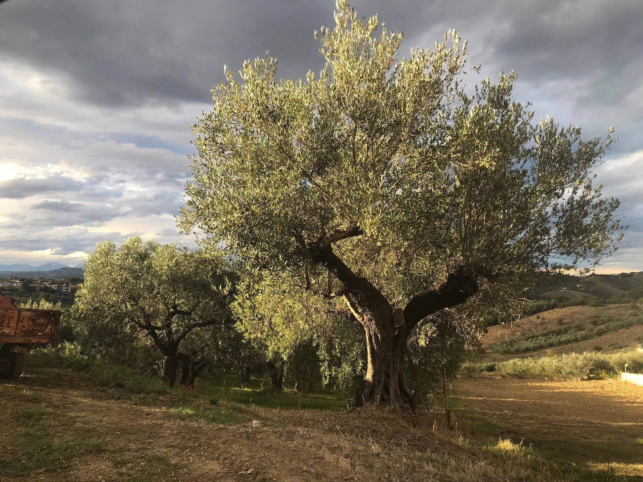 The Centuries-Old Tradition of Olive Farming — Vero