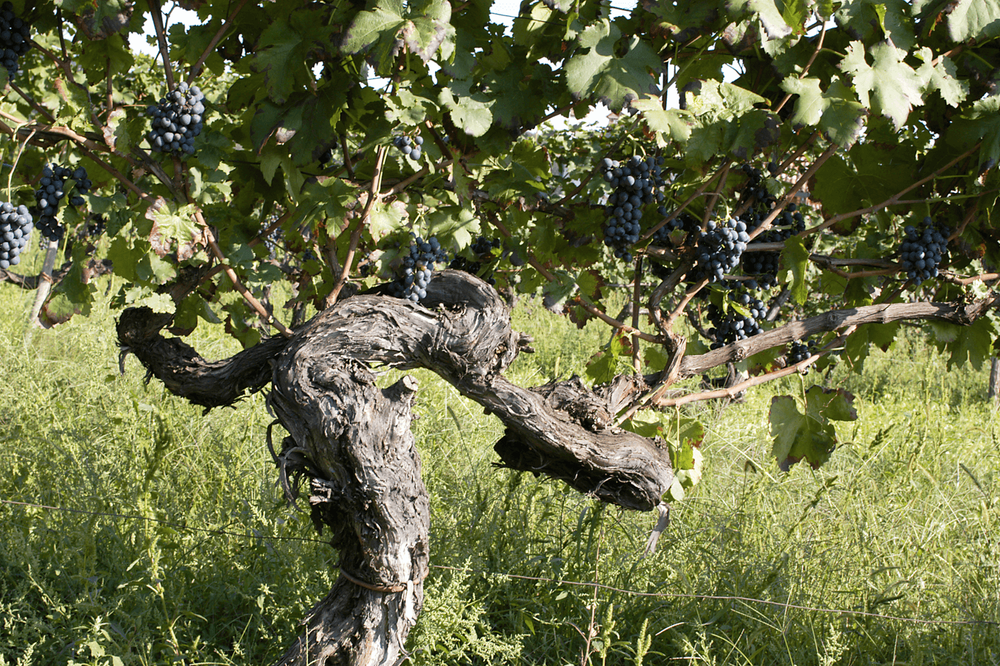 From Vine to Vino: Unveiling Grape and the Vine Anatomy — Vero