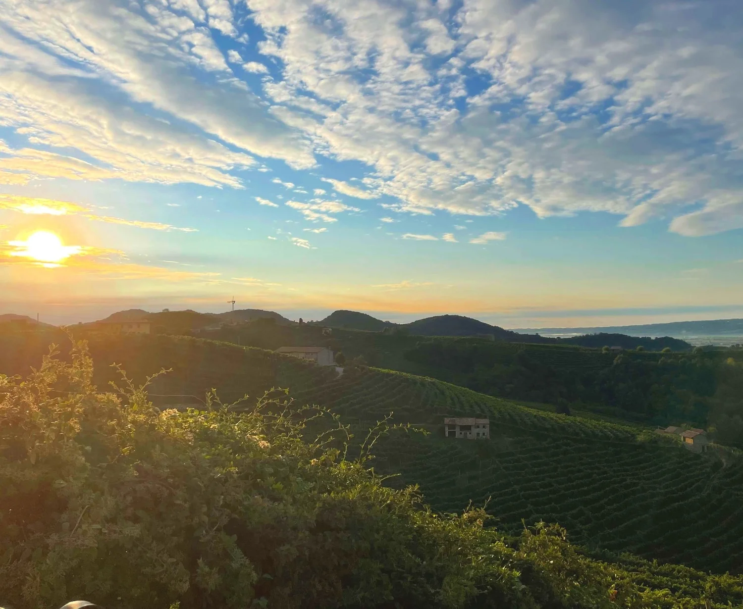 Boschera: Exploring an Italian Sparkling Pet Nat Natural Wine ...