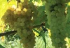 Exploring Uncharted Italian White Wines with Albana Grape — Vero