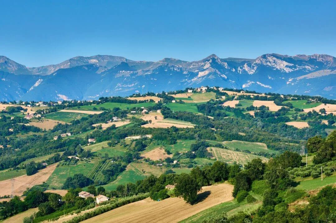 Exploring Le Marche's White Wine Grapes — Vero