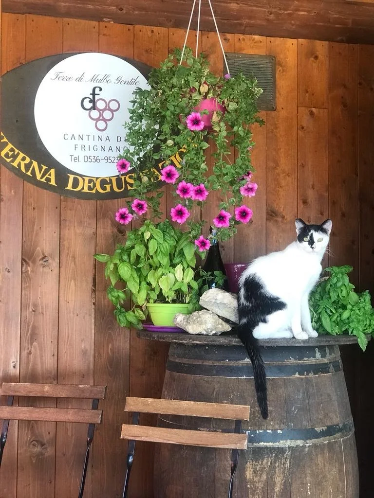 Frignano — Vero