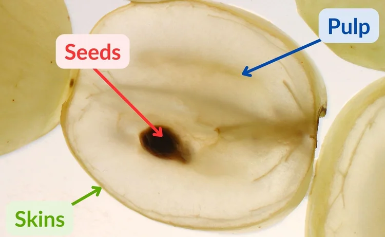 From Vine to Vino: Unveiling Grape and the Vine Anatomy — Vero