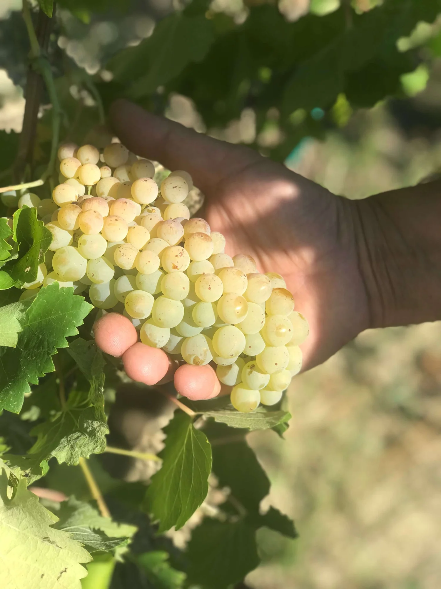 Discover the Best Italian White Wines — Vero