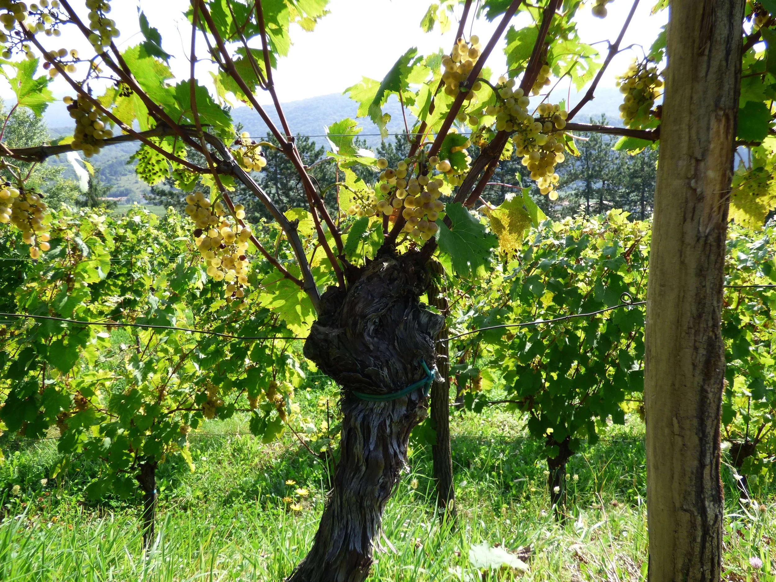 Winemaking Tips in the Vineyard — Vero