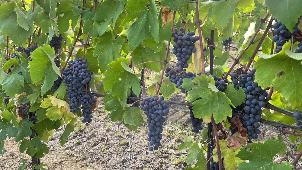 Exploring Barbera Wine: Italian Tradition & Sustainability — Vero
