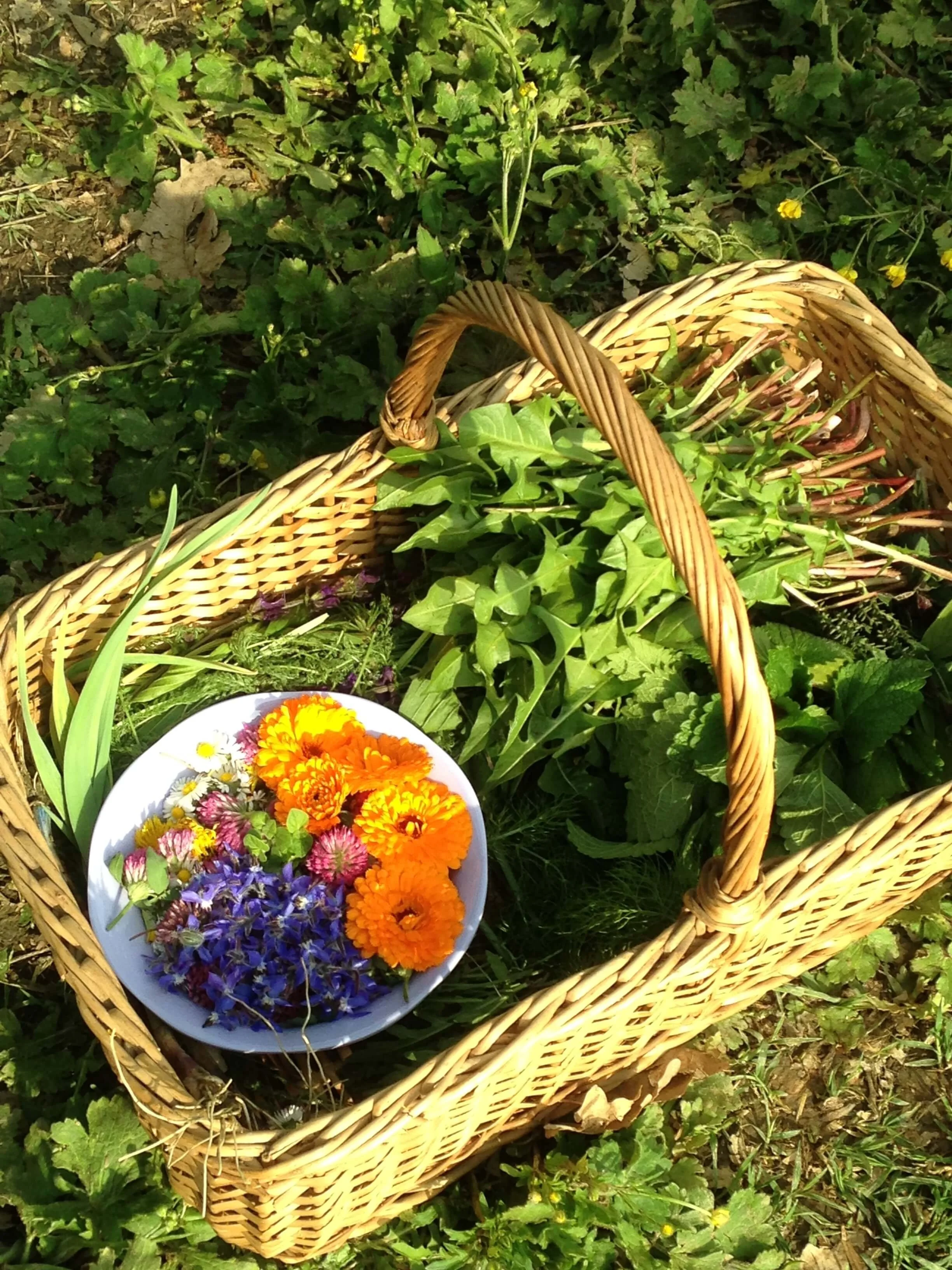 Foraging & Cooking: Mastering Wild Foods with Beatrice Calia — Vero