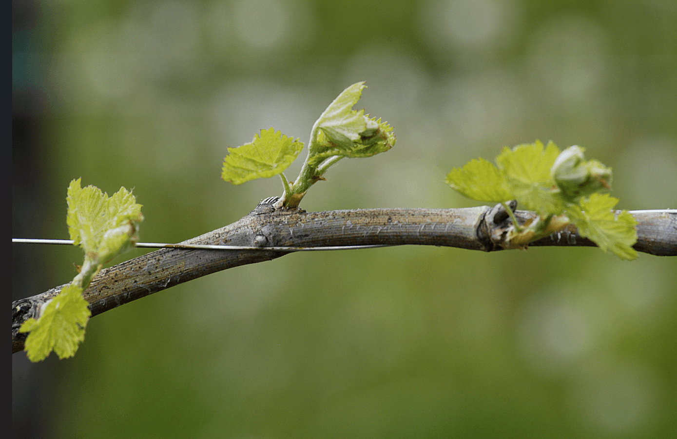 From Vine to Vino: Unveiling Grape and the Vine Anatomy — Vero