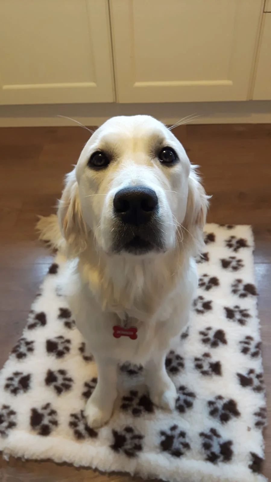 Animal Assisted Psychotherapy — Counselling South Dublin [SouthSide ... Animal Assisted Psychotherapy — Counselling South Dublin [SouthSide ...