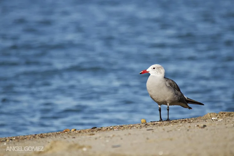 Negative Space in Photography: The Power of Minimal Composition — ANGEL ...