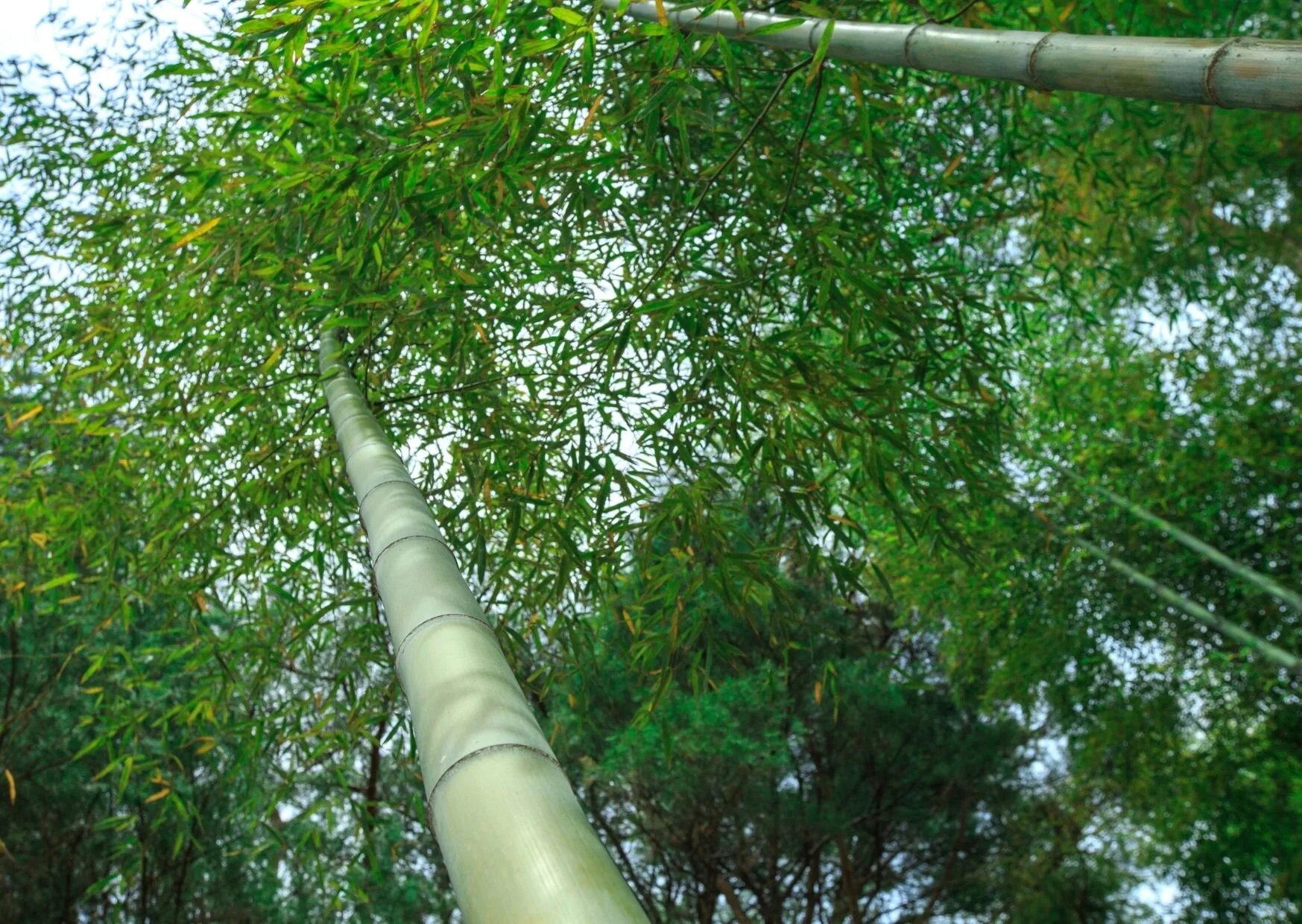 How Sustainable Is Bamboo Clothing? BAM Review — Sustainably Lazy