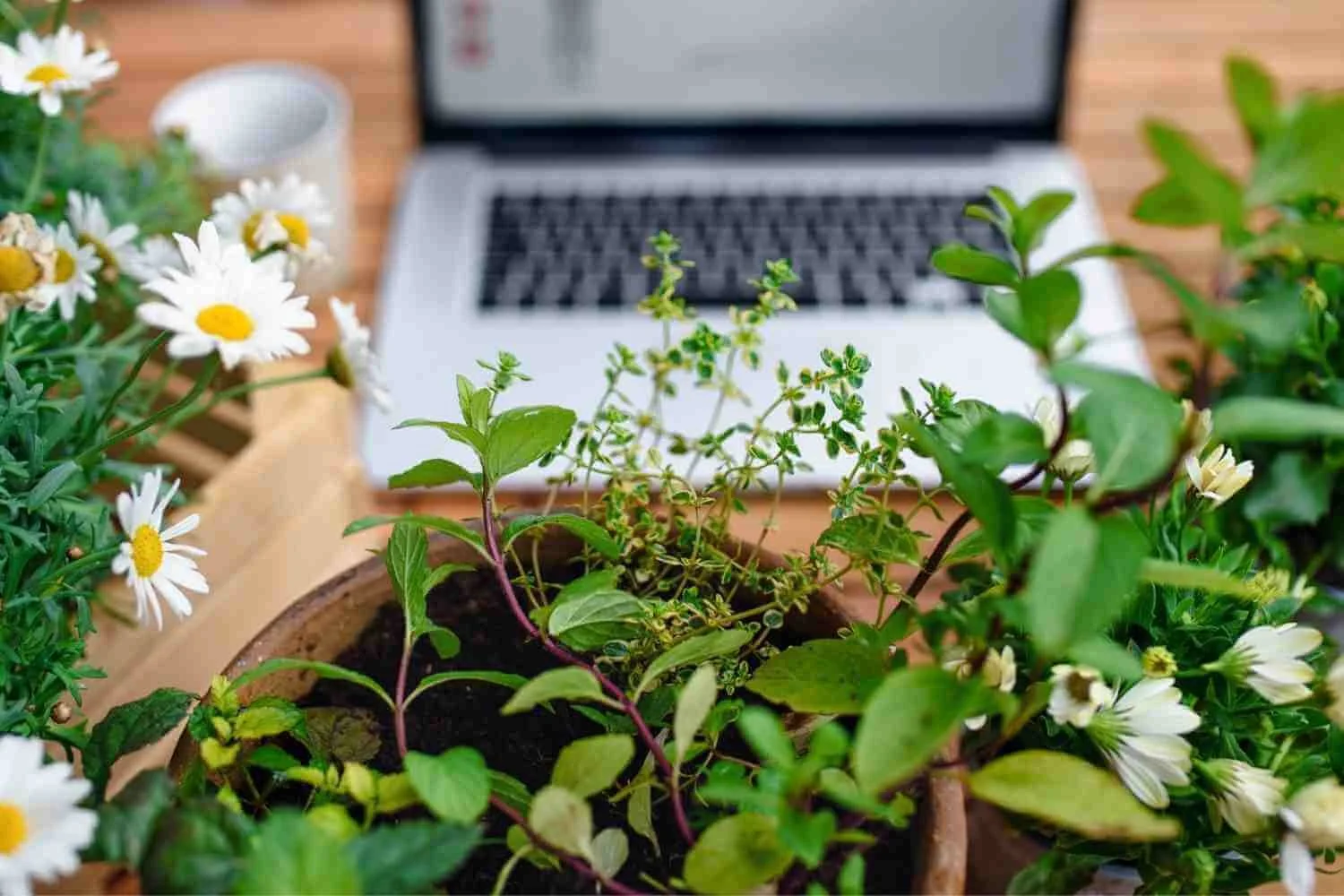 20+ Sustainable Alternatives to a Plastic Dish Sponge — Sustainably Lazy