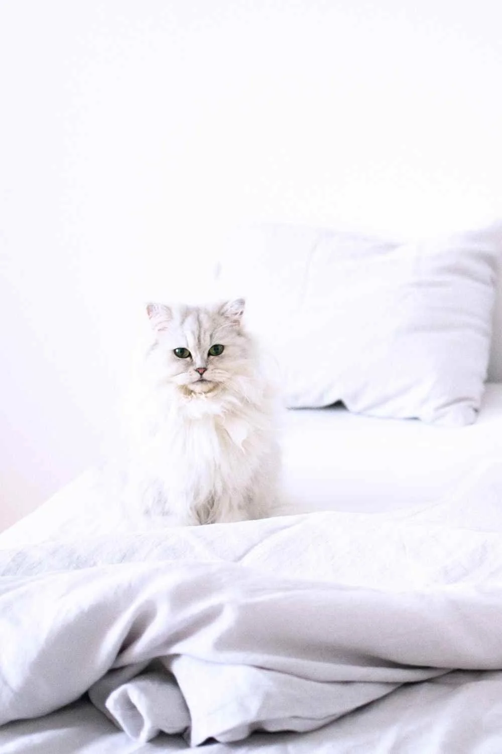 The Health Risks Of Flame Retardants In Mattresses — Sustainably Lazy