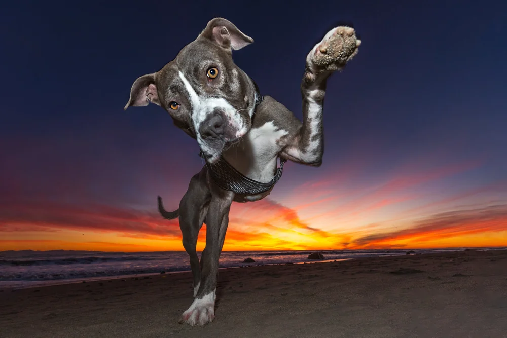 Amazing Dog Photography