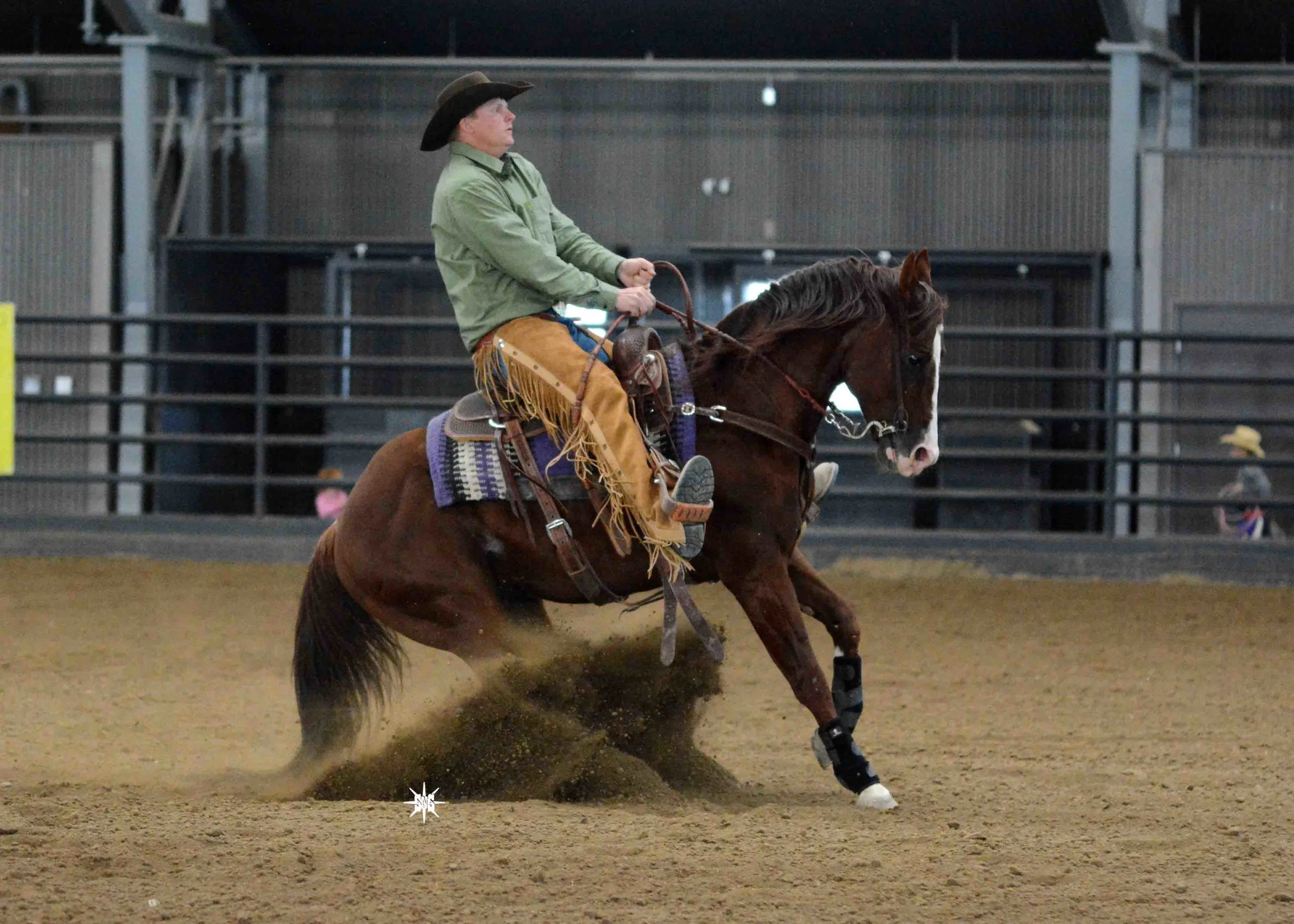 Stallions — Jesperson Horses