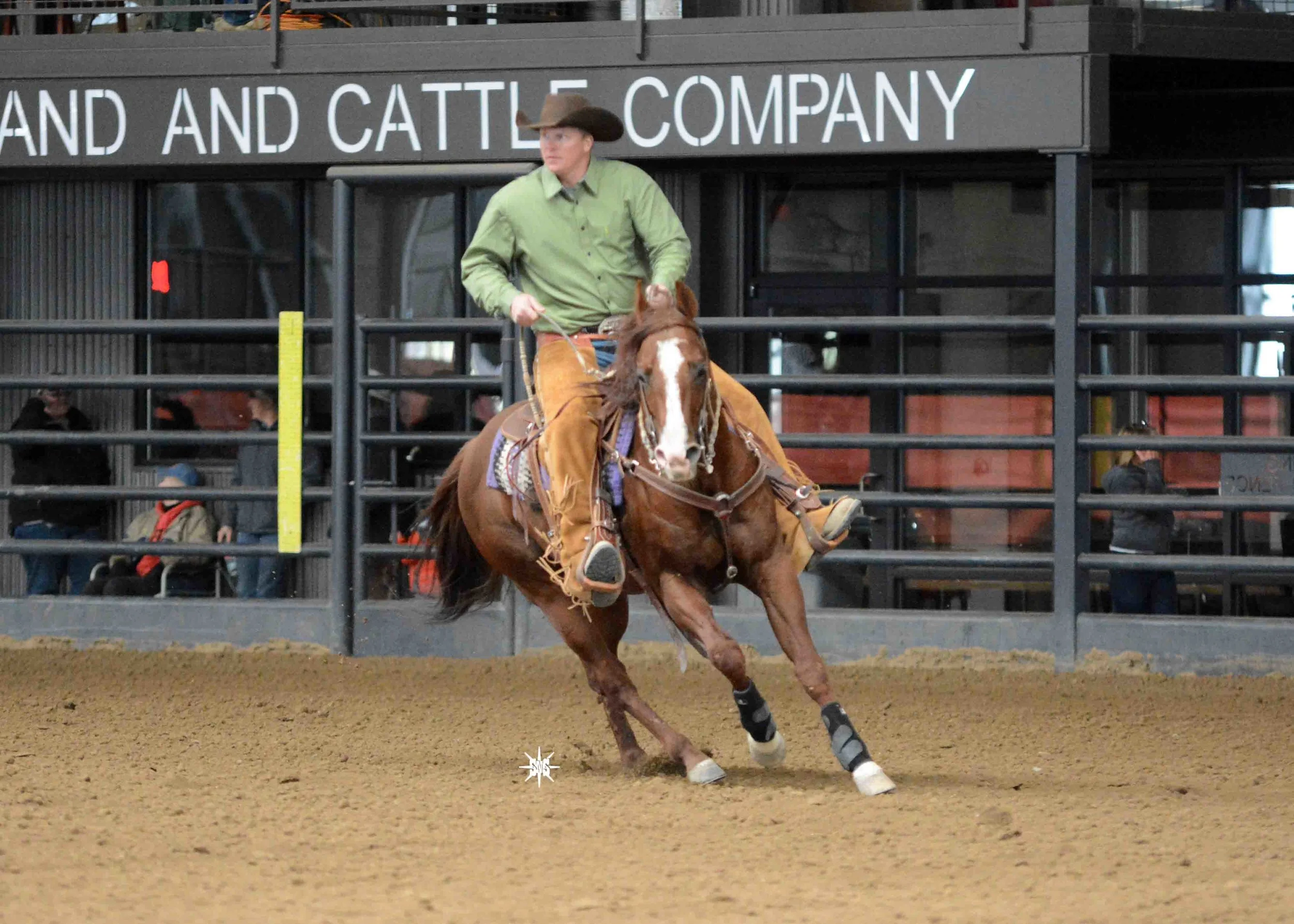Stallions — Jesperson Horses