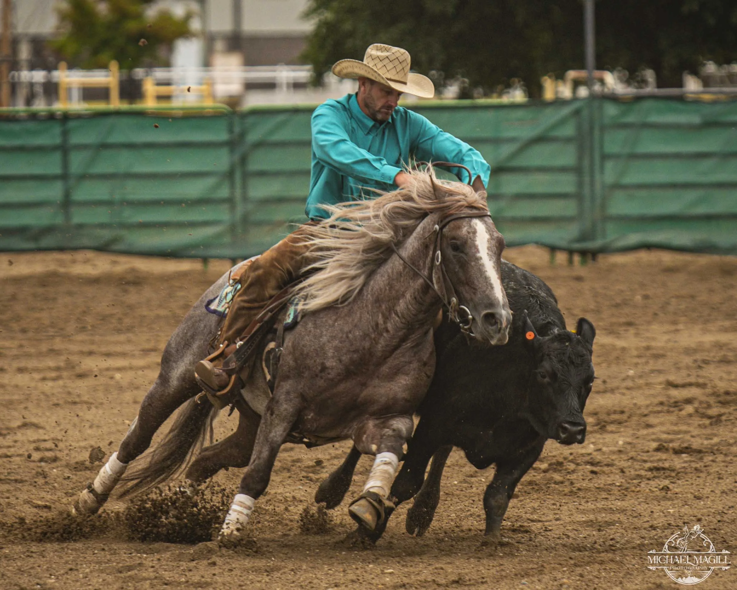 Stallions — Jesperson Horses