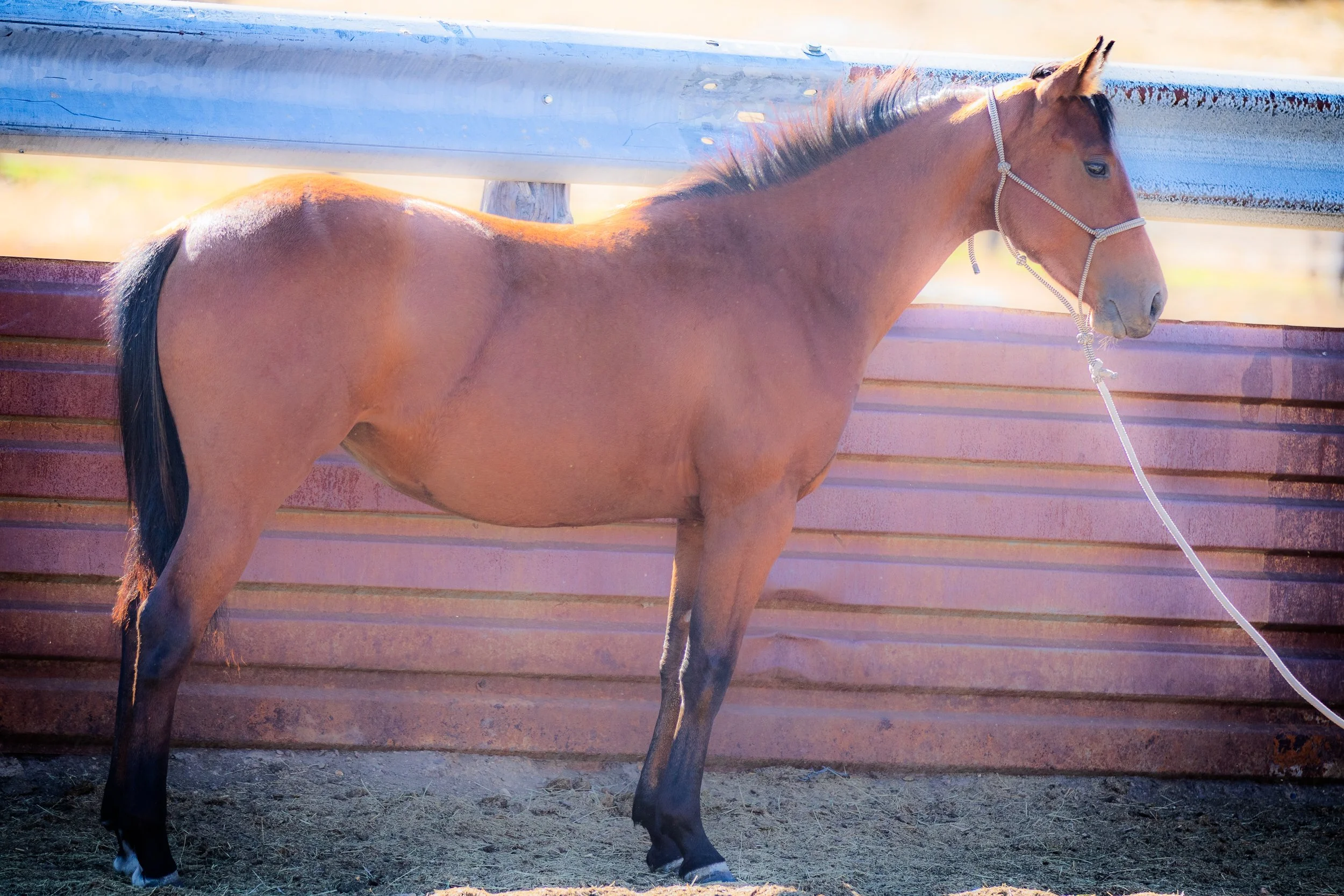 Yearlings — Jesperson Horses
