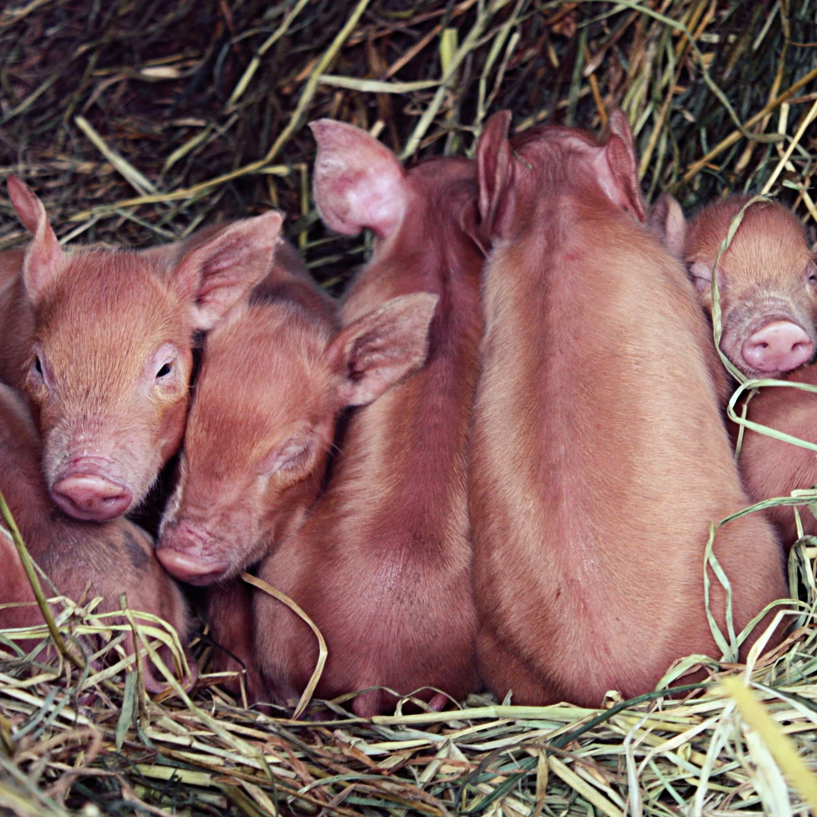 Who is Frida? — Frida's Field Byron Bay Restaurant