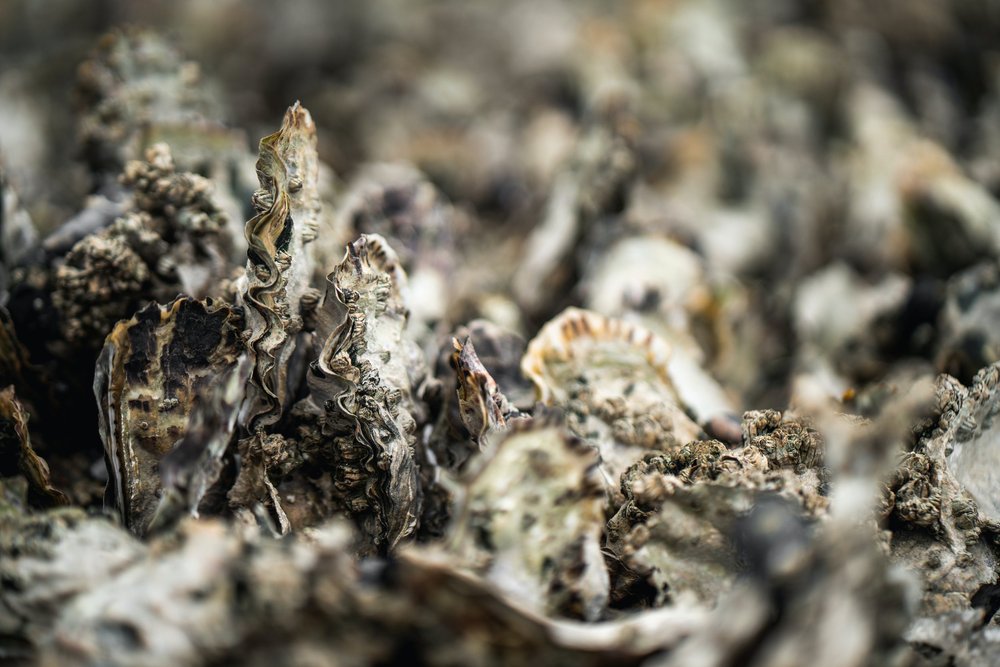 Marine Ecosystem Diaries