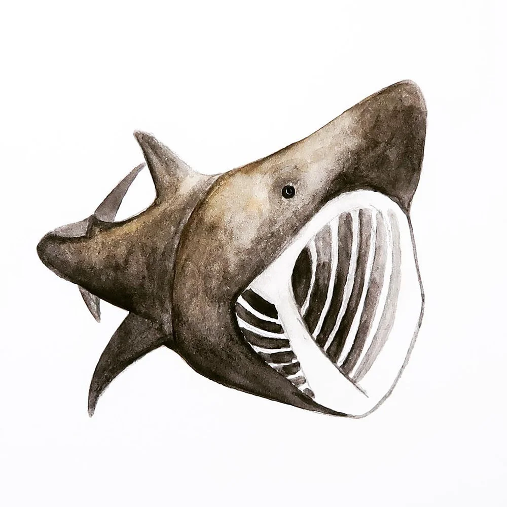 7 Ocean Artists Turning Sharks into Art — The Marine Diaries