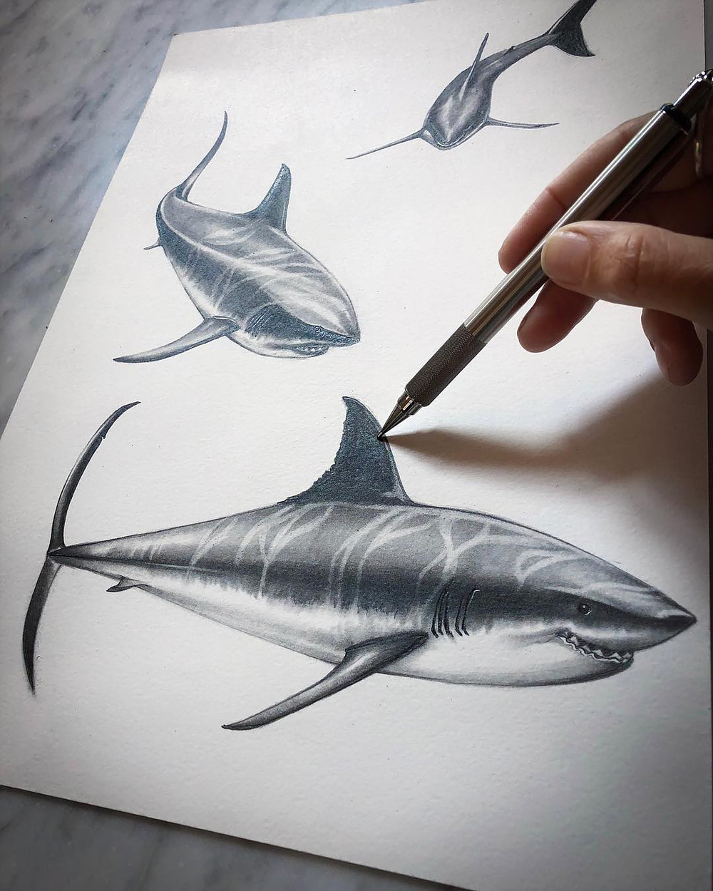 7 Ocean Artists Turning Sharks into Art — The Marine Diaries