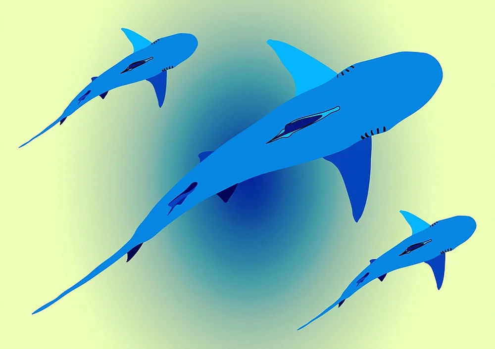 7 Ocean Artists Turning Sharks into Art — The Marine Diaries