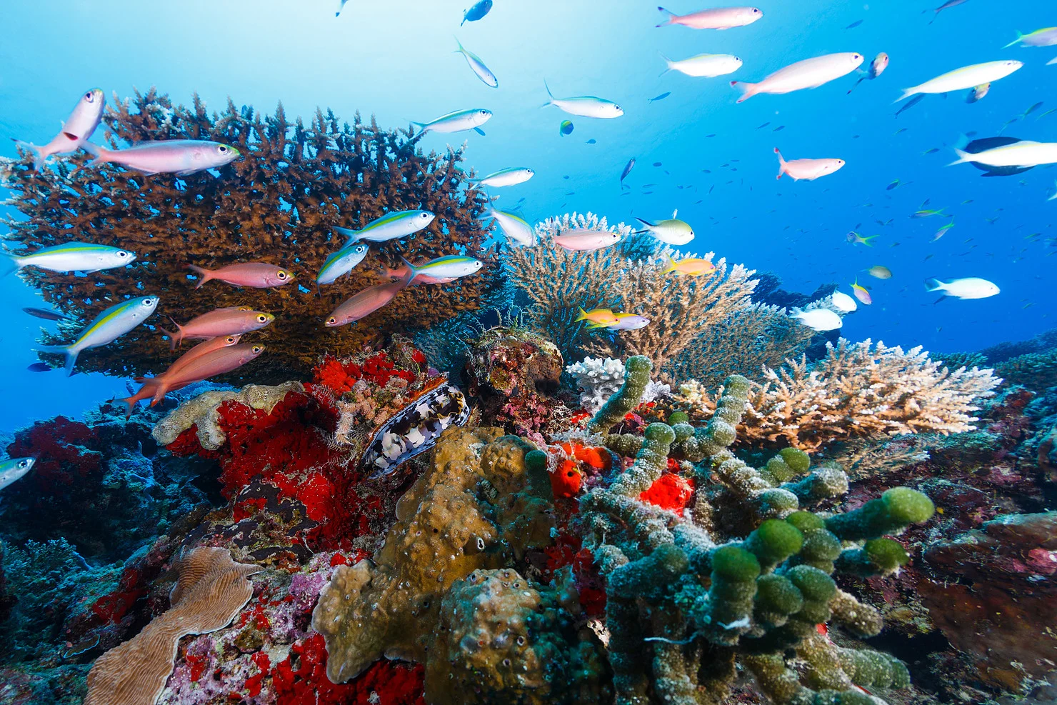 Save the Reefs Campaign — The Marine Diaries