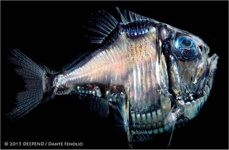 When is a FISH like a CANARY? — The Marine Diaries