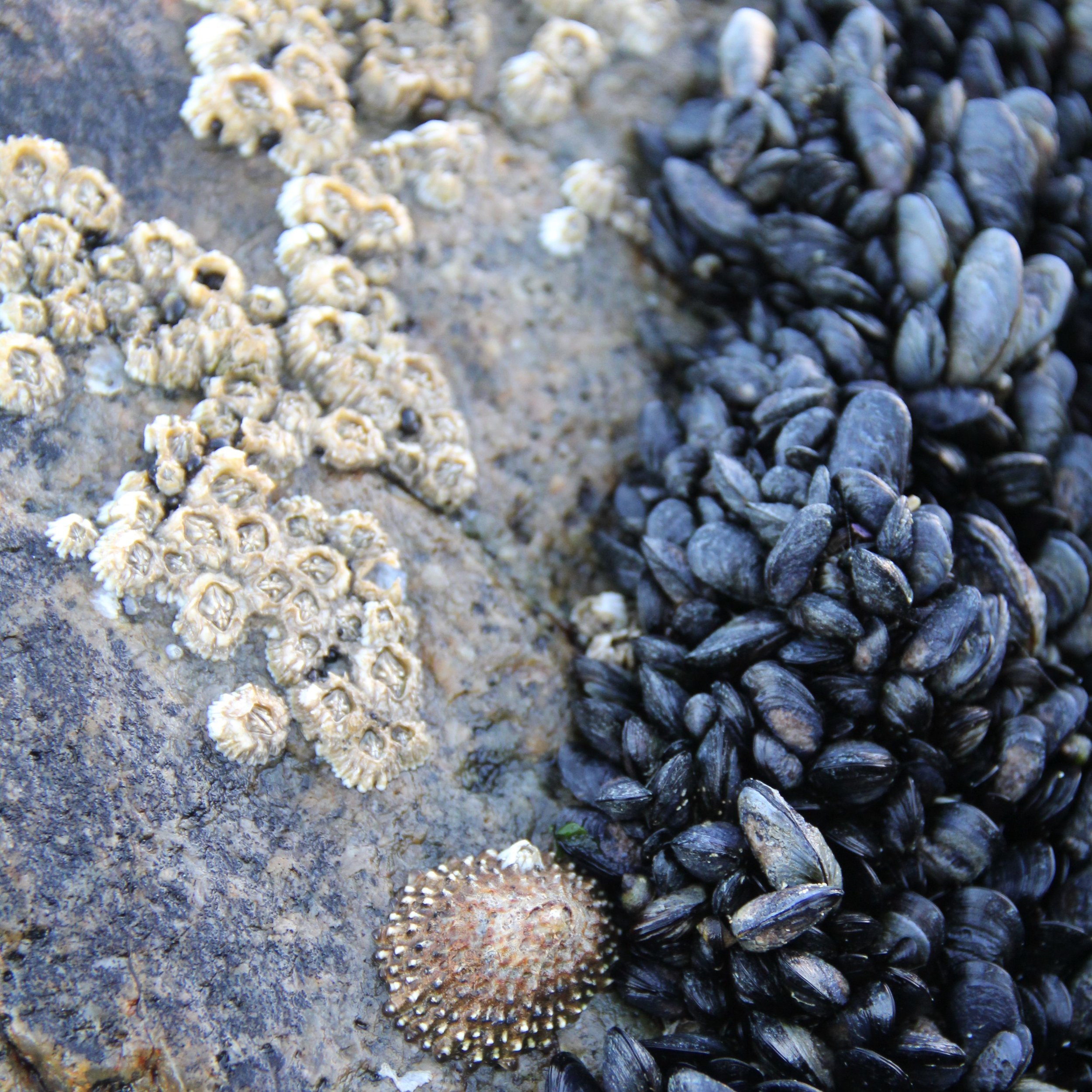 Creepy Parasite Stories for the Dinner Table — The Marine Diaries