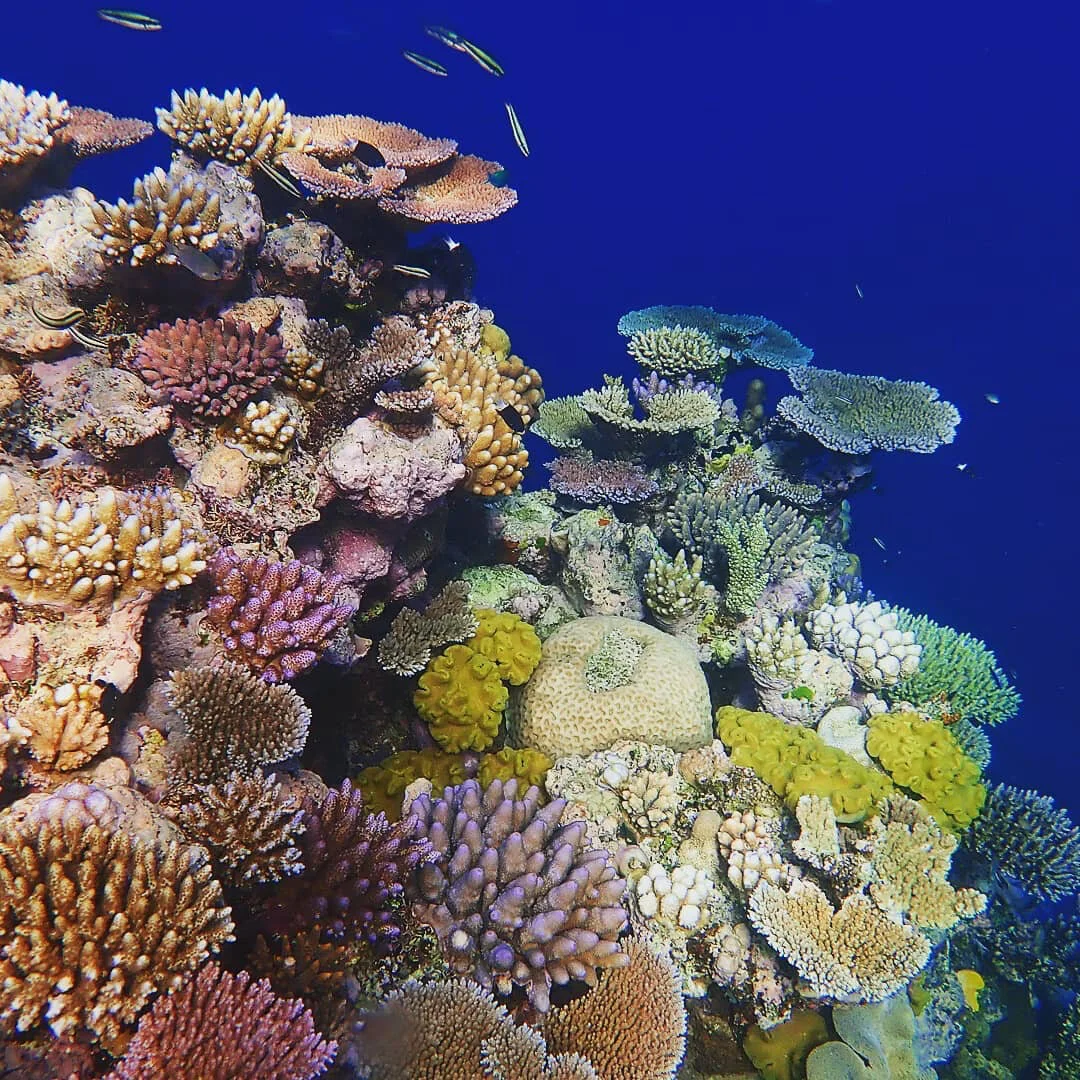 Coral Reefs: The Rainforests of the Sea — The Marine Diaries