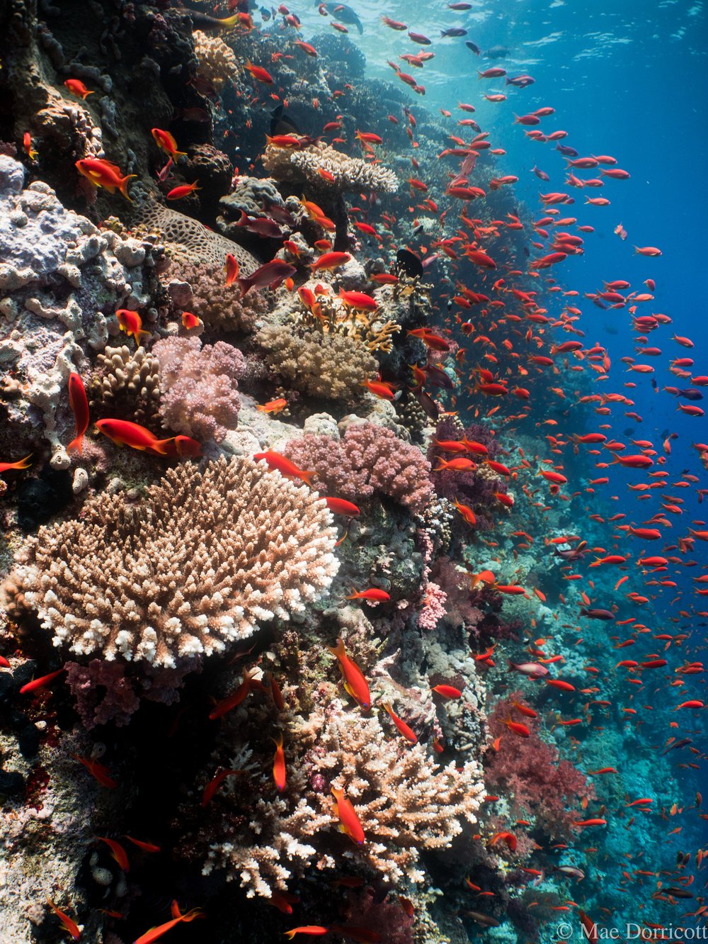 Coral Reefs: The Rainforests of the Sea — The Marine Diaries