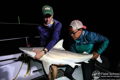 Women on a MISSion: Bringing Diversity to Shark Sciences — The Marine ...