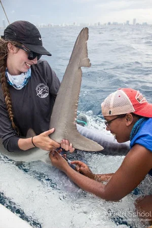 Women on a MISSion: Bringing Diversity to Shark Sciences — The Marine ...