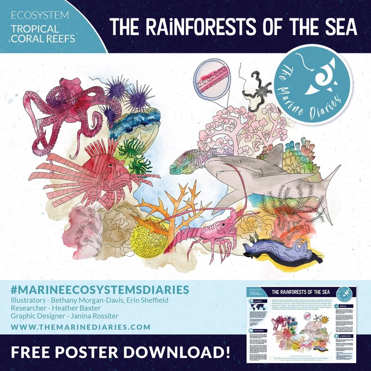 Coral Poster Download