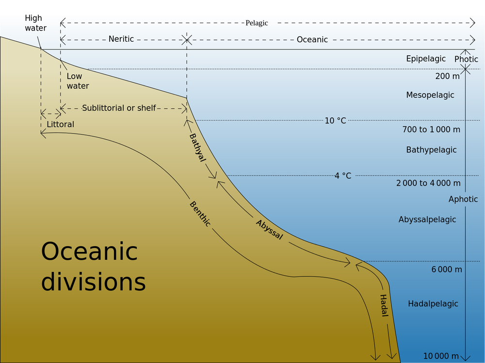 Marine Ecosystem Diagram
