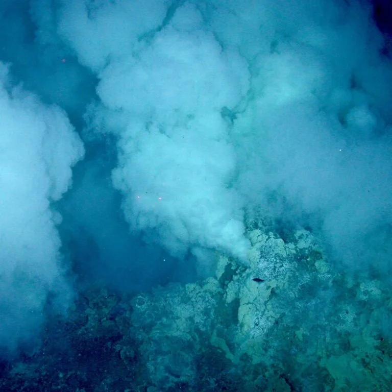 Marine Ecosystem Diaries