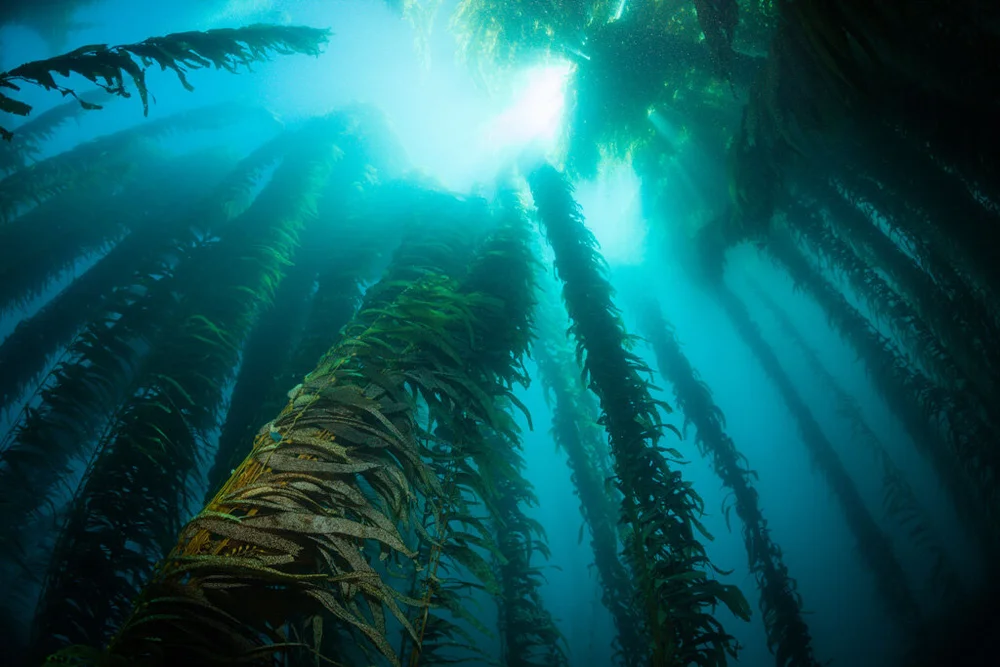 Marine Ecosystem Diaries