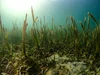 Seagrass meadows - Savannahs of the Sea — The Marine Diaries