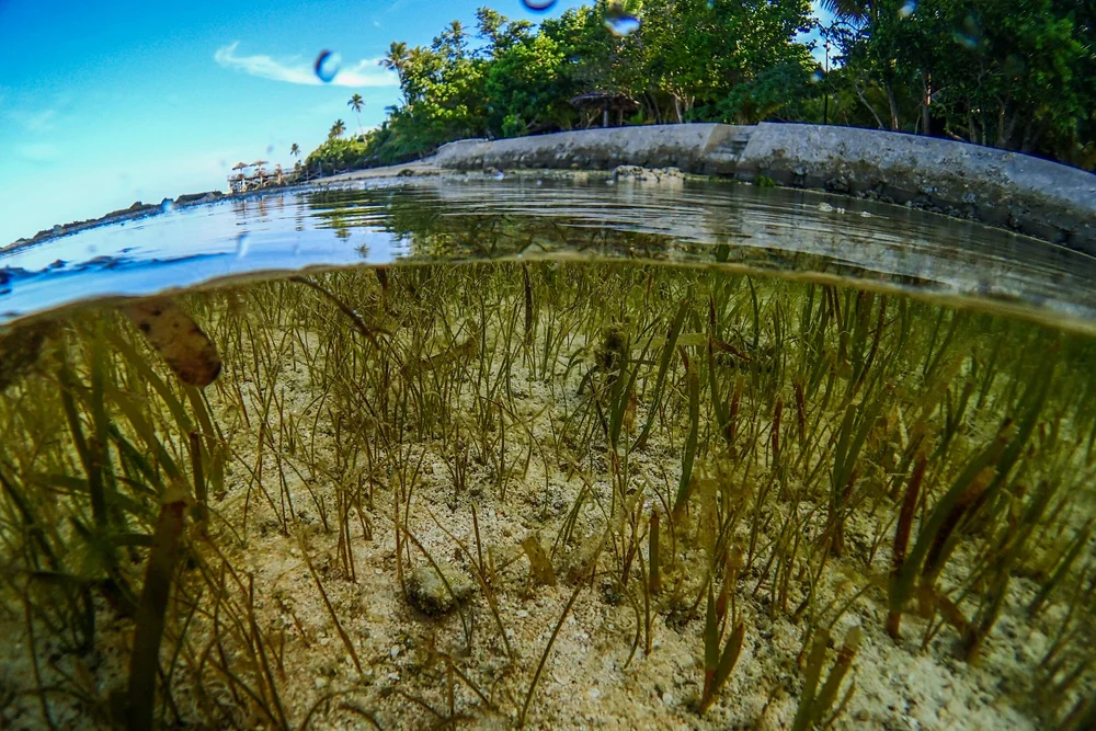 Seagrass meadows - Savannahs of the Sea — The Marine Diaries