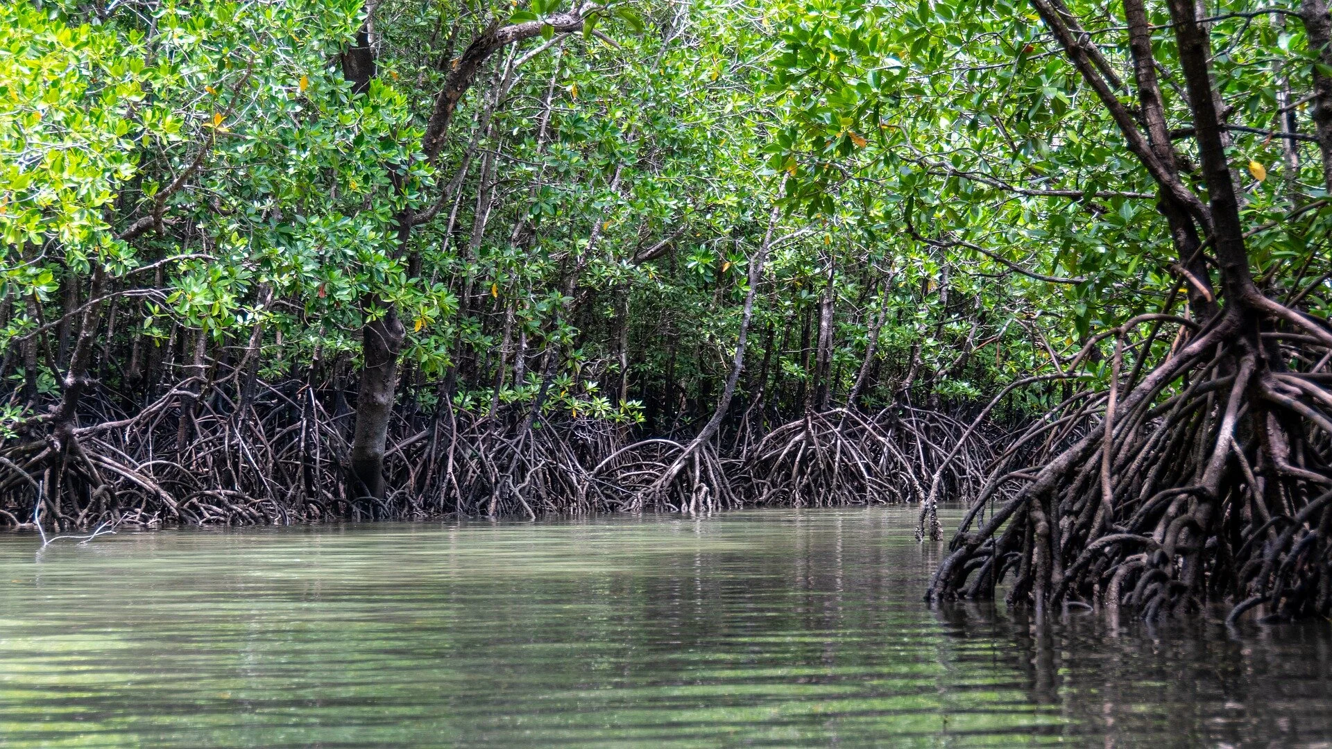 Mangroves: The Forgotten Forests — The Marine Diaries