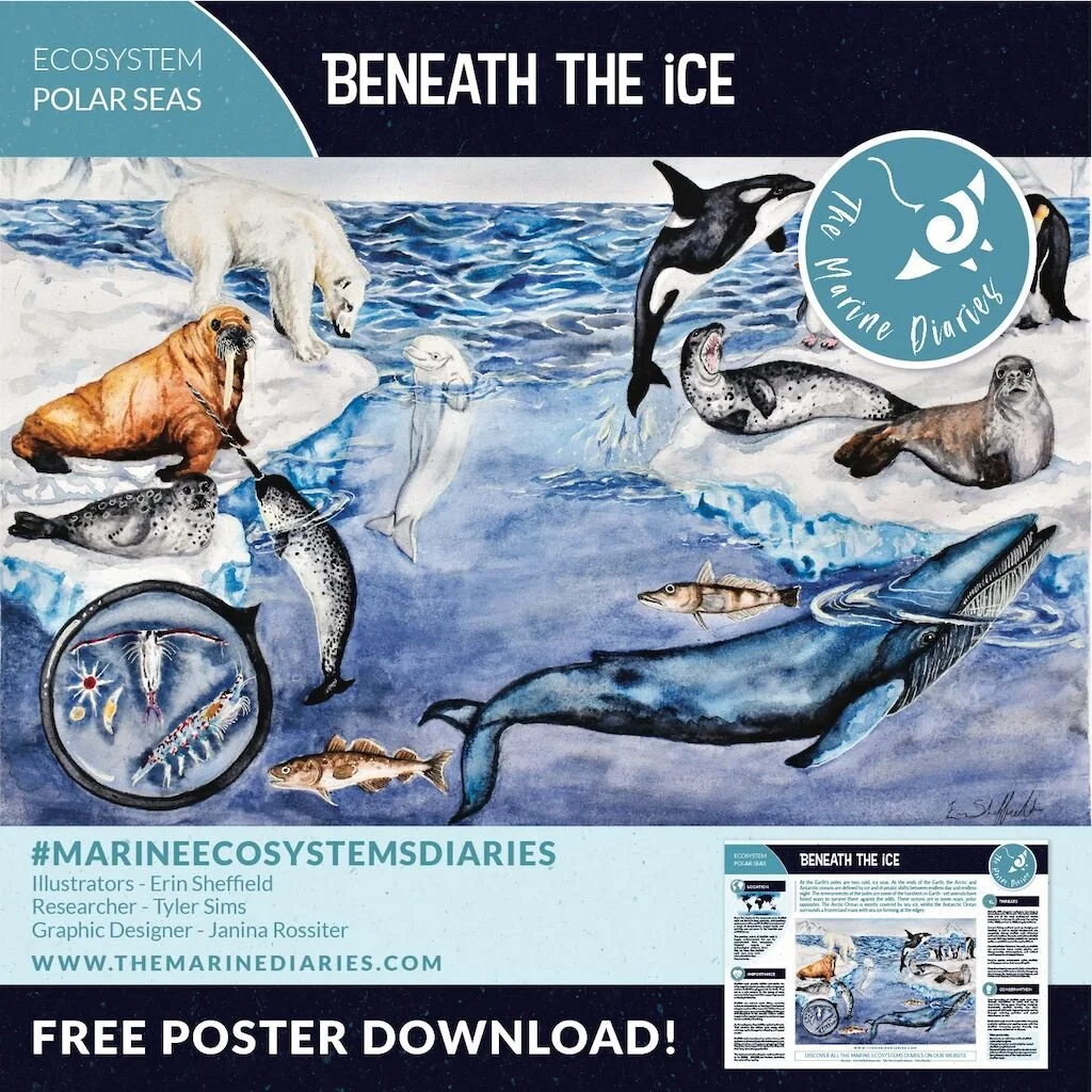 Polar Seas Poster Download