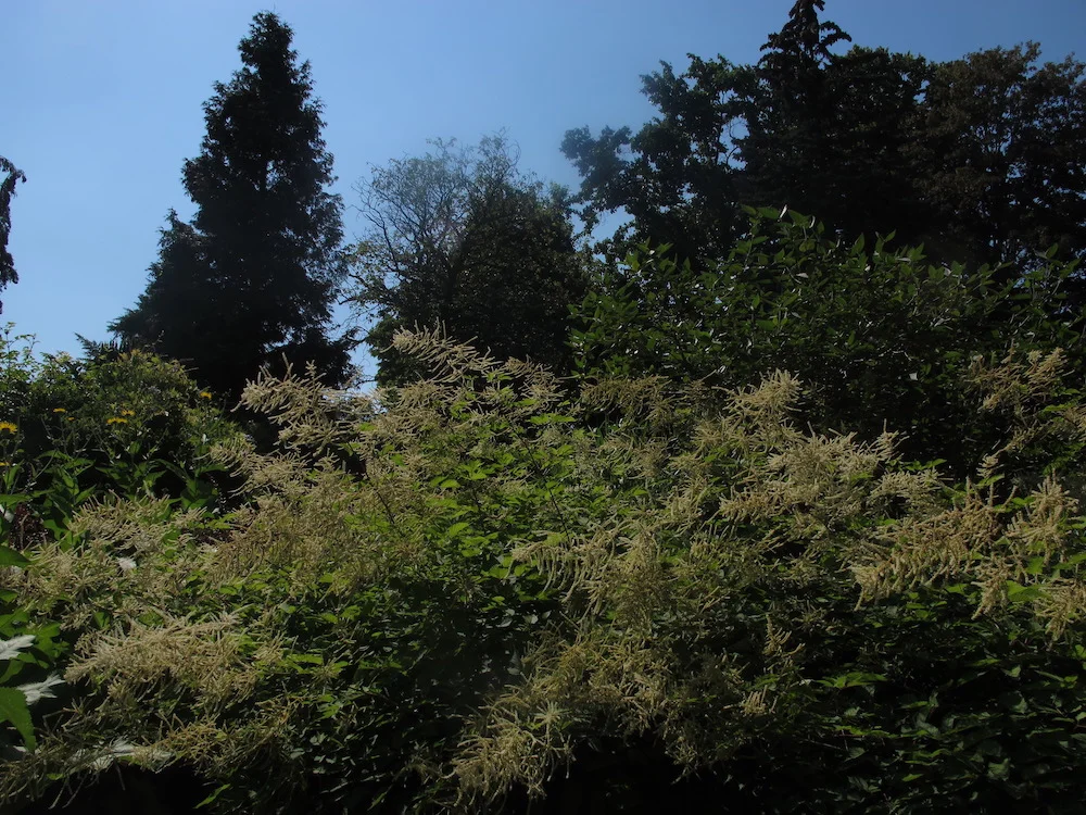 A la découverte des arbres de quelques parcs liégeois (parc de Cointe ...