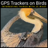 1427: "GPS Trackers on Birds" — JC