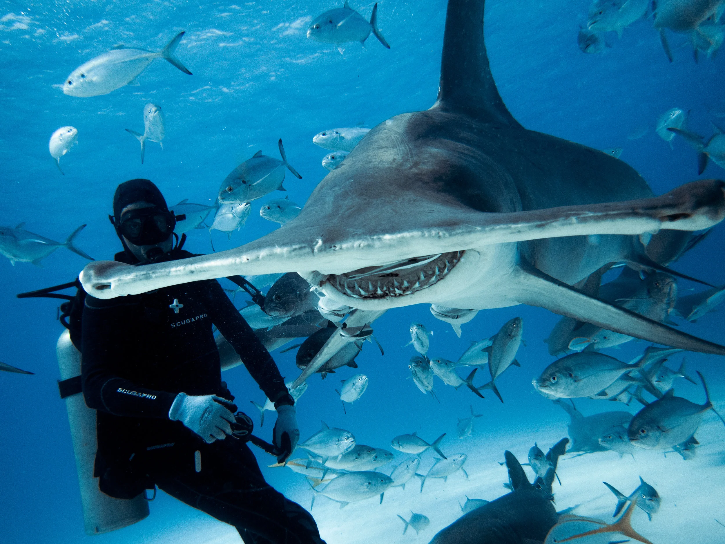 Great Hammerhead Shark Size