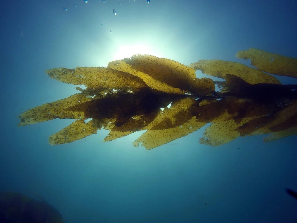 Macrocystis Microscope