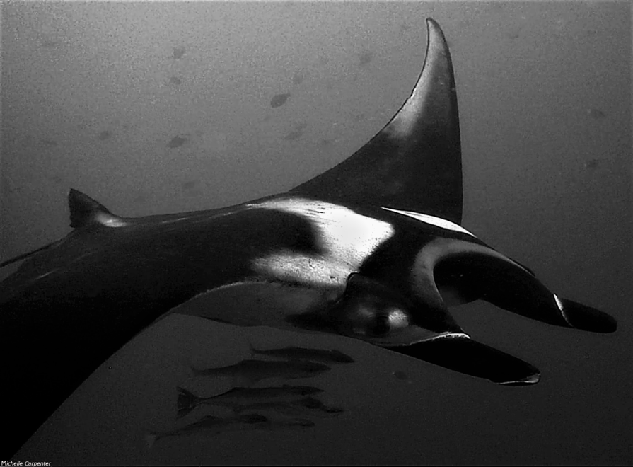 vaso fotografía Prevención manta ray face Adolescencia lector En la ...