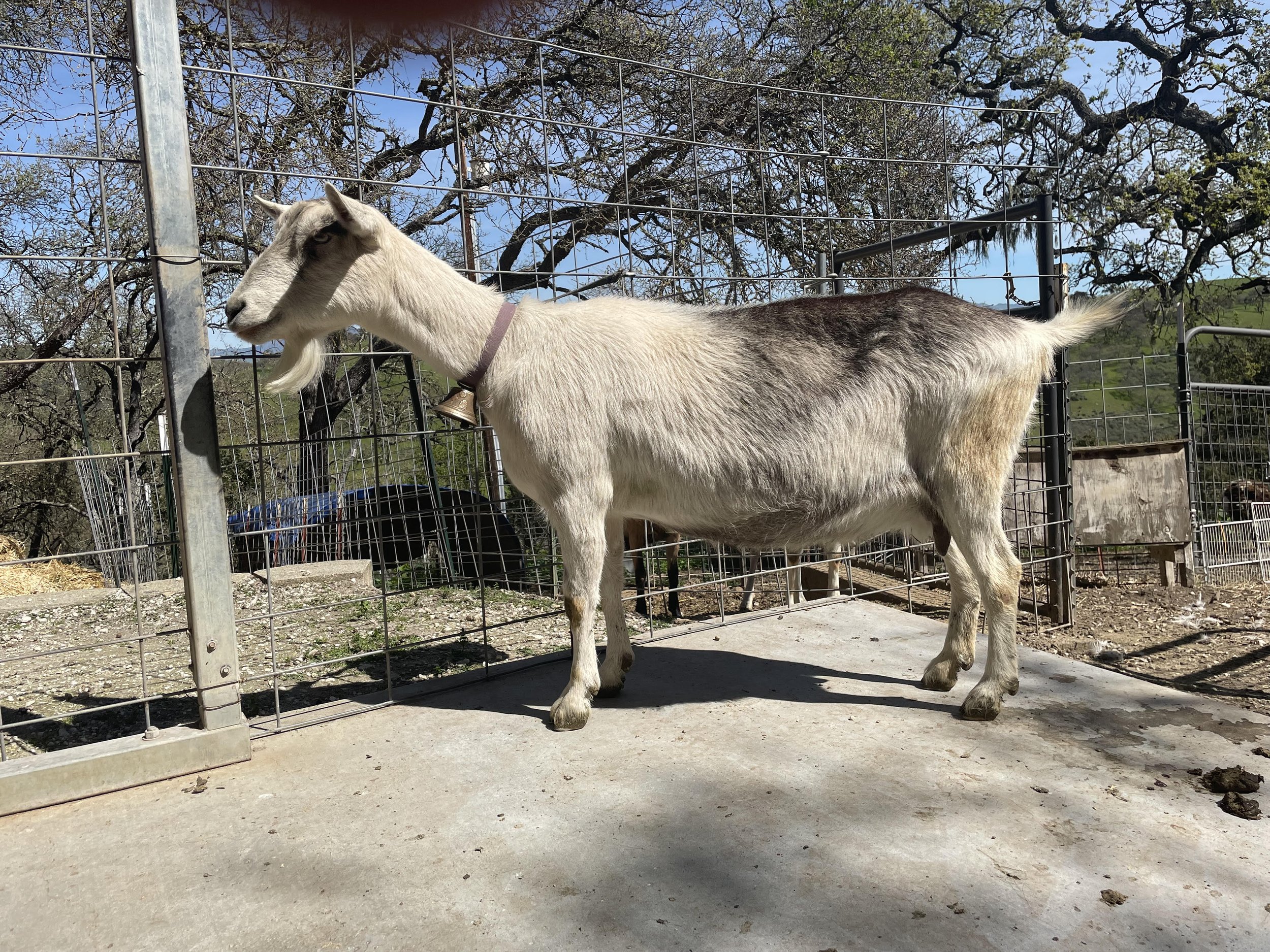 Our Goats — Bell Hill Farm