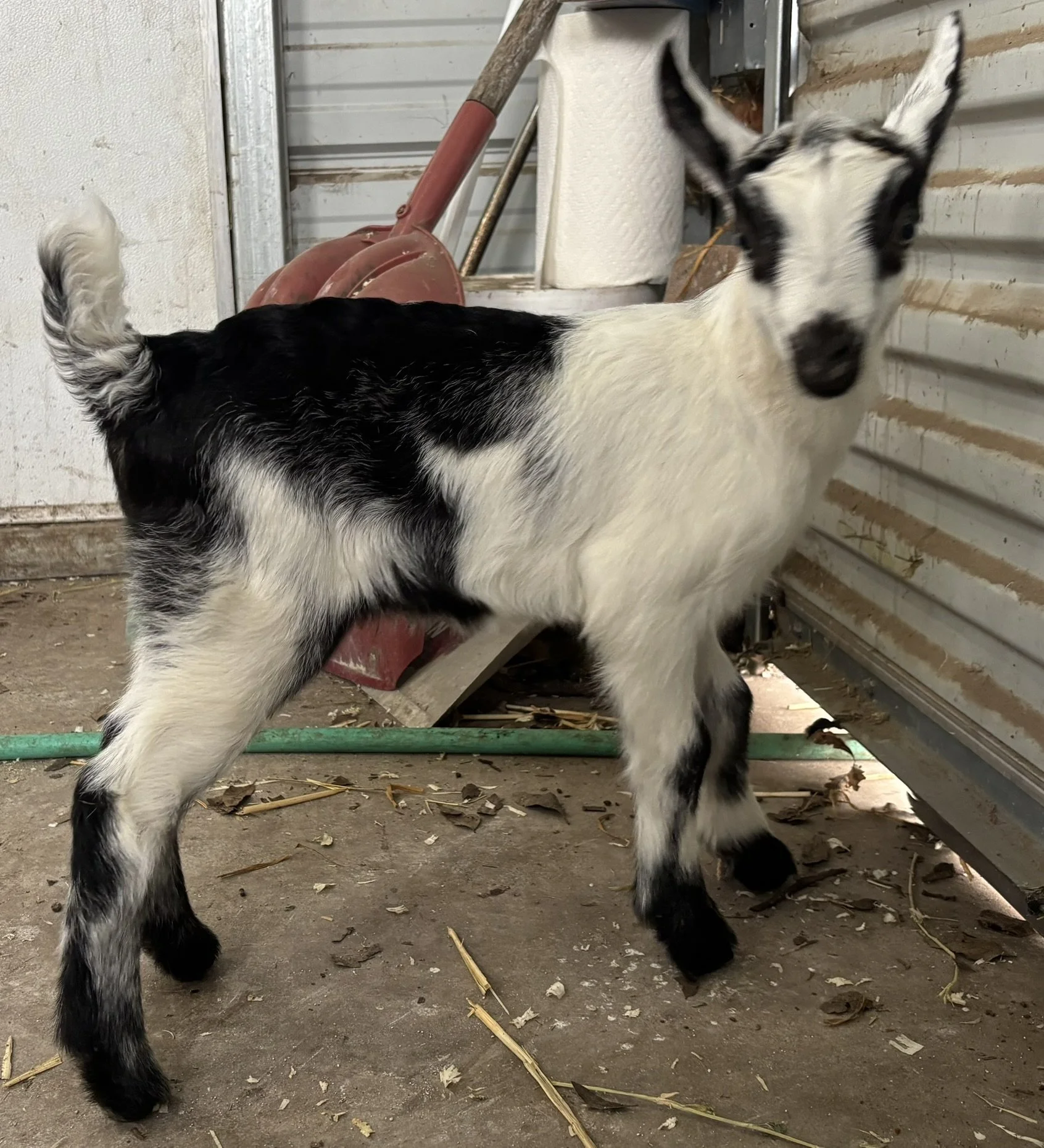 Alpine Goat Kids Our Goats — Bell Hill Farm
