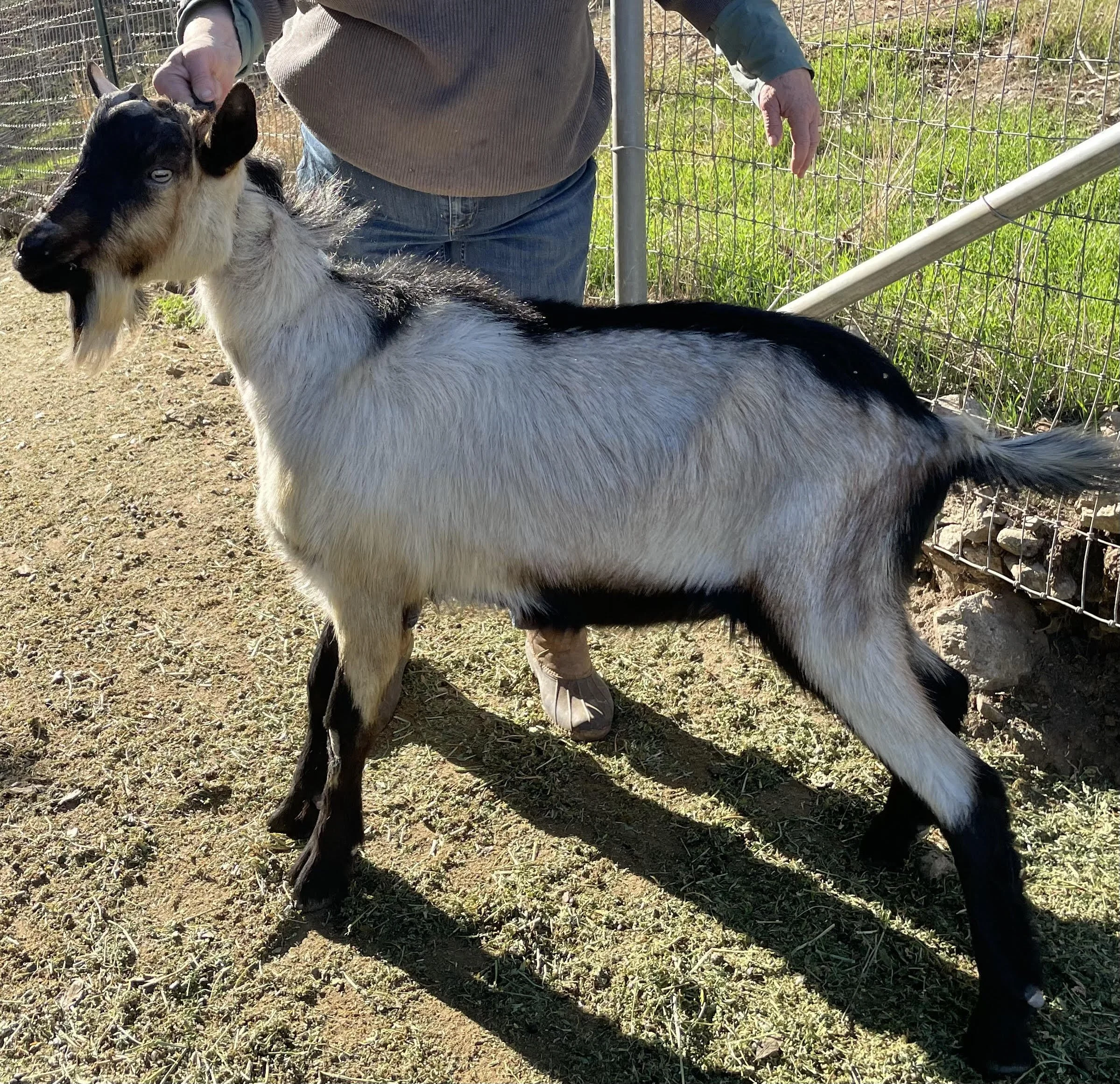 Our Goats — Bell Hill Farm